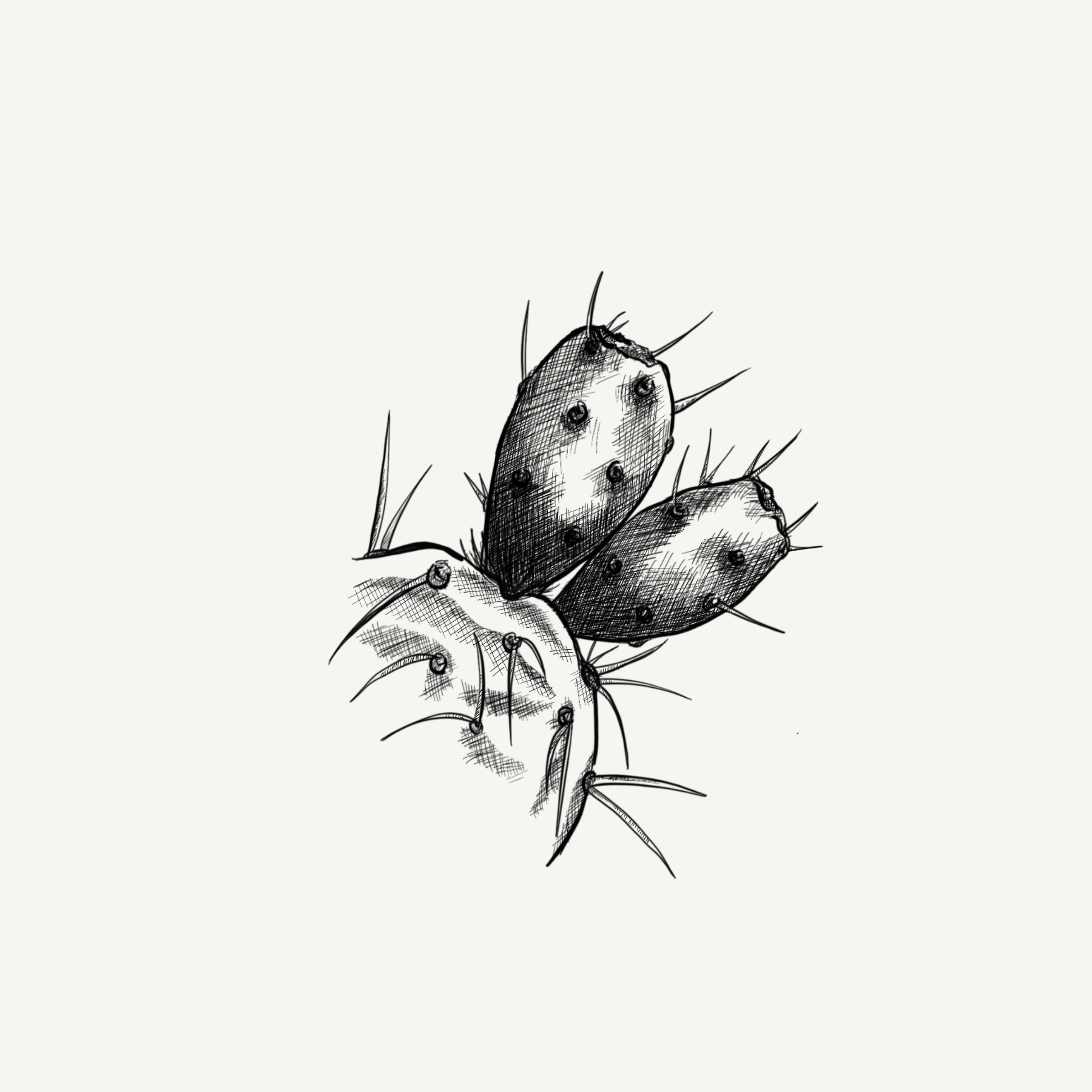 Sweet Prickly Pear (Opuntia Ficus Indica). Prickly Pear Seed Oil for ...