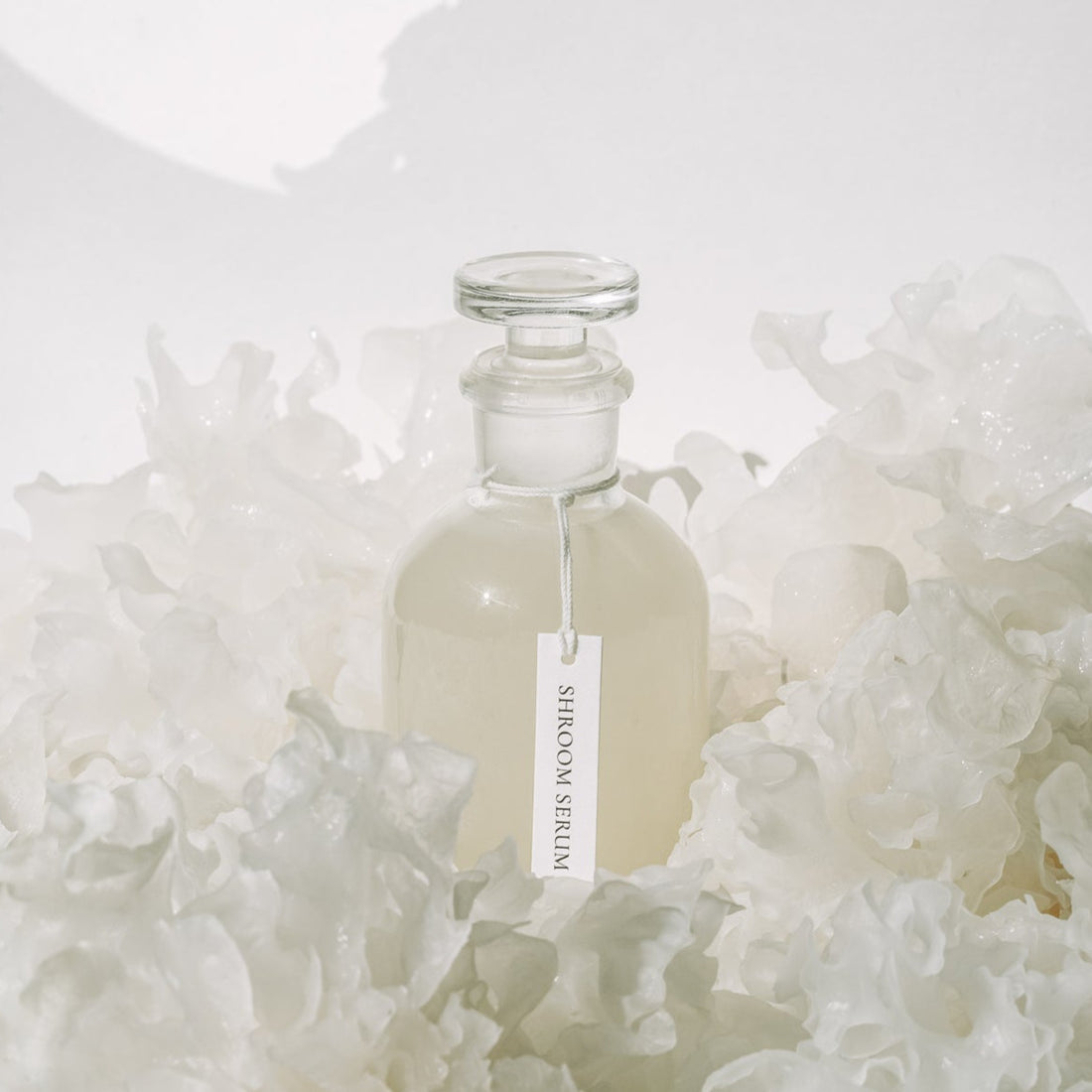 The incredible properties of the Snow Fungus (Tremella Fuciformis ...